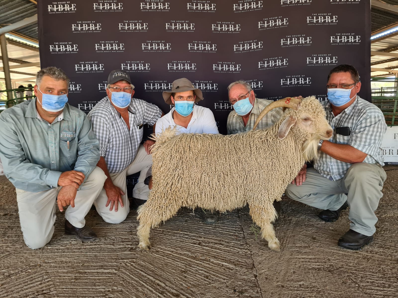 Van Hasselt Angora Ram Auction - The House Of Fibre